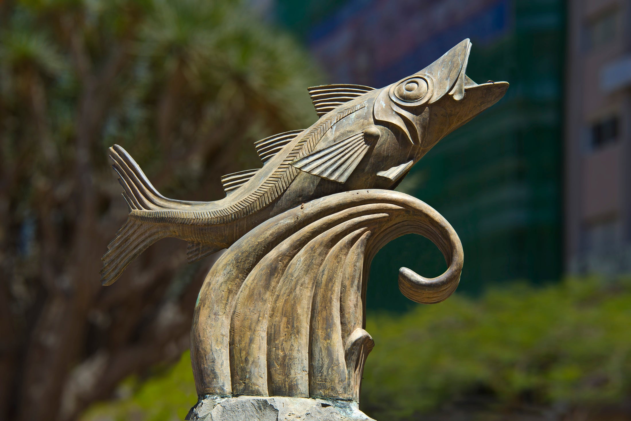 ¿Qué es el chicharro? – CHICHARRO CLOTHING